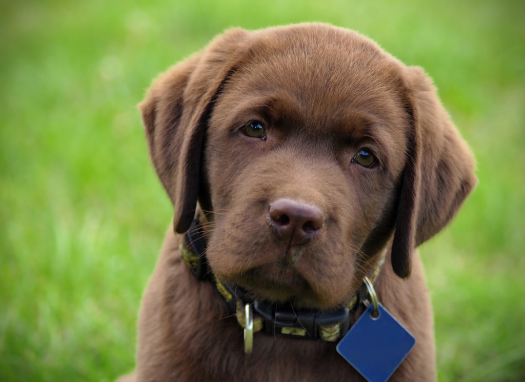 Gilbert Dog Boarding