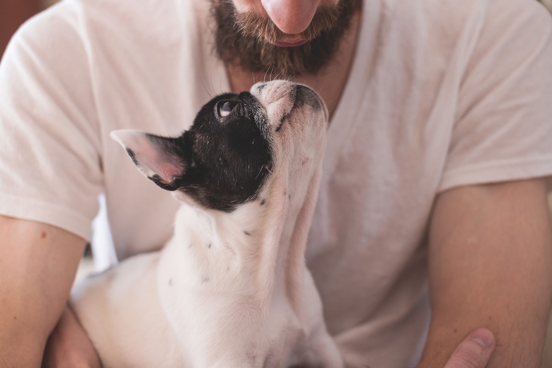The Many Health Benefits of Owning a Pet