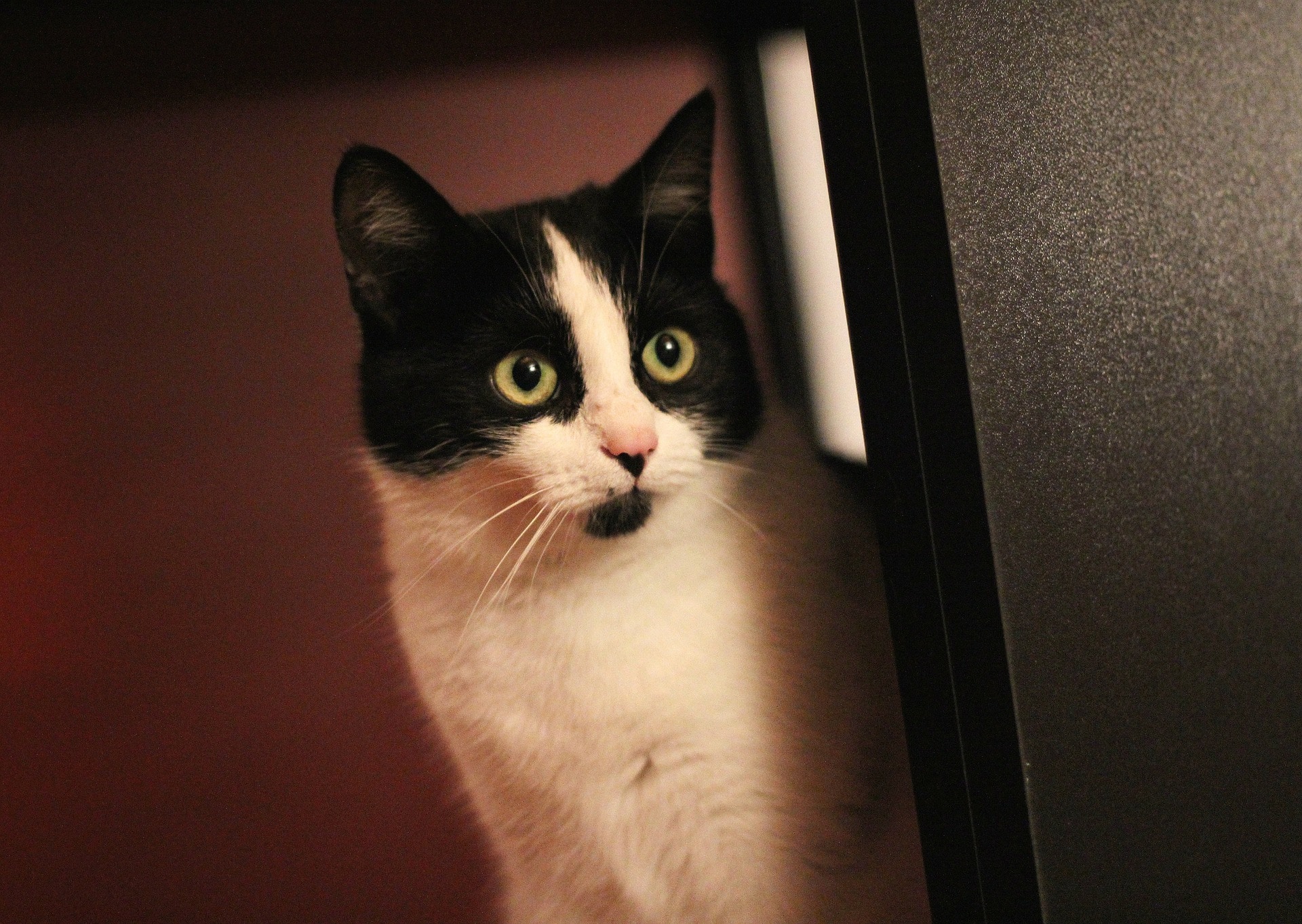 Reduce the Stress of Bringing Cats to the Vet