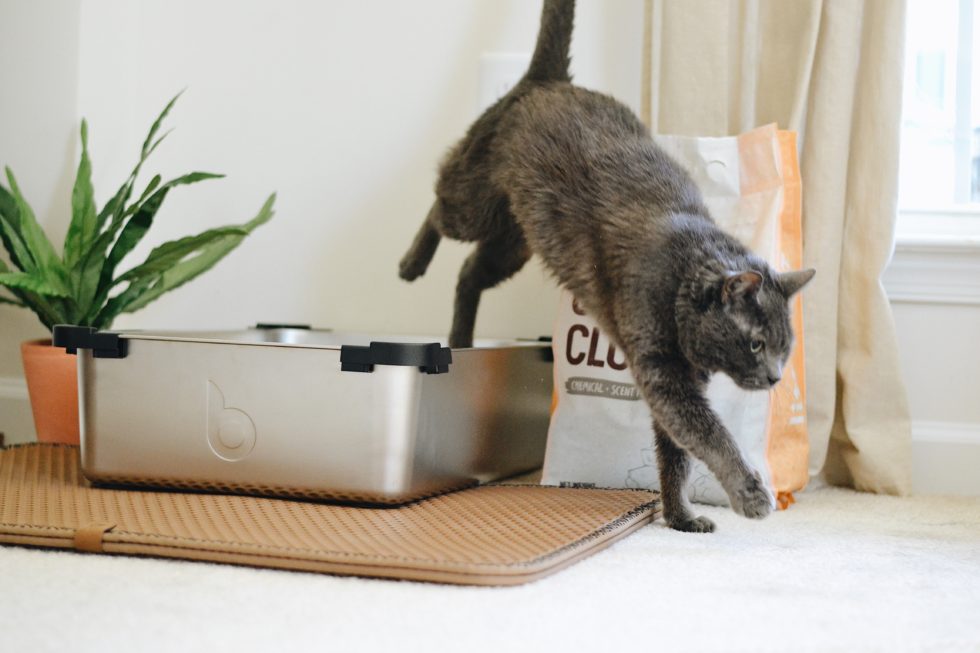 Cat Dirty Litter Box: What are the Health Risks