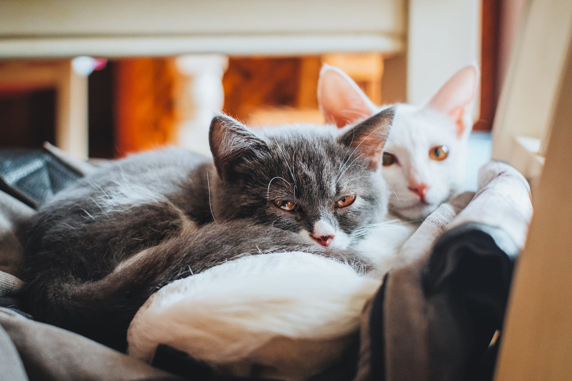 5 Common Types of Cancer in Cats