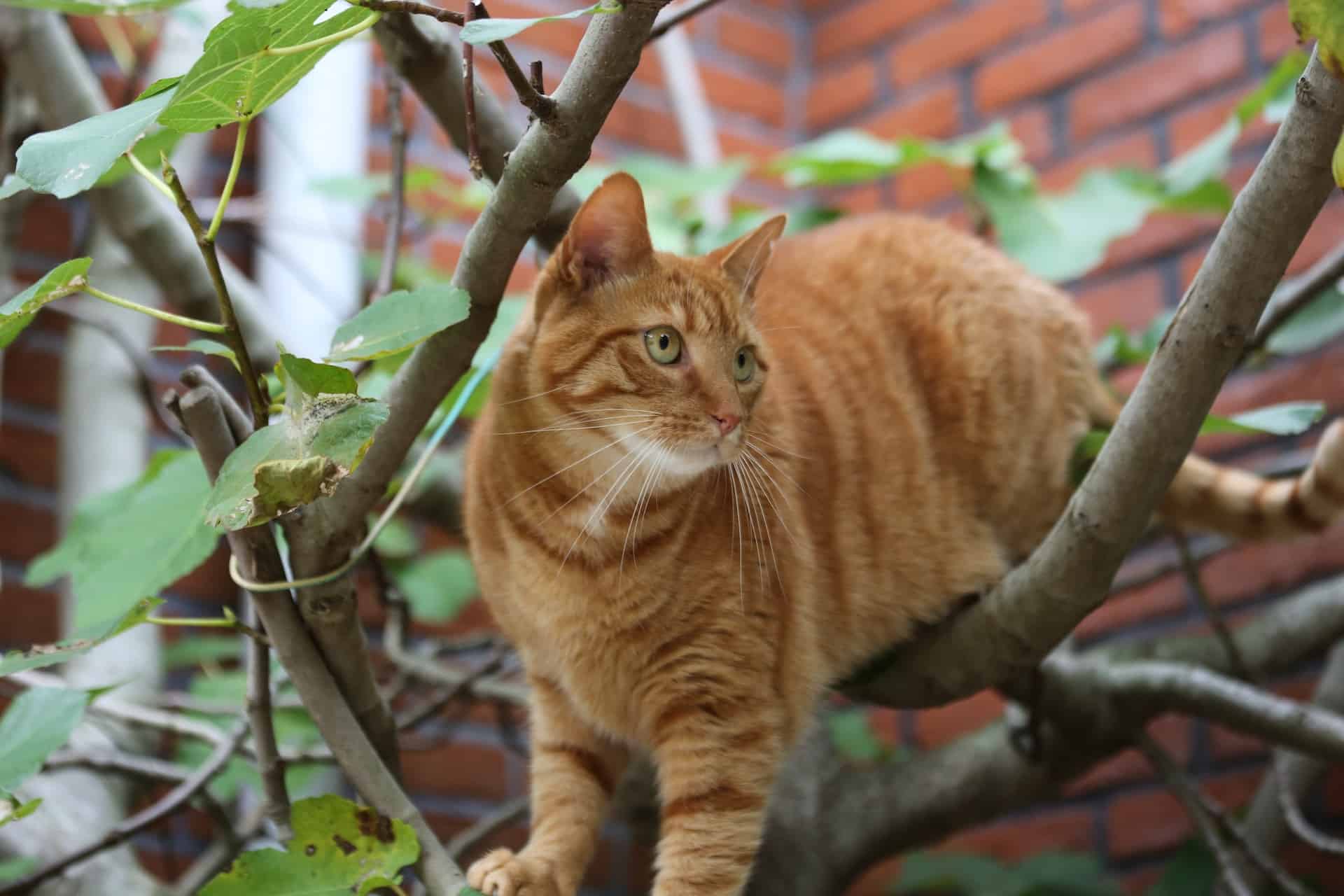 Should You Microchip Your Cat