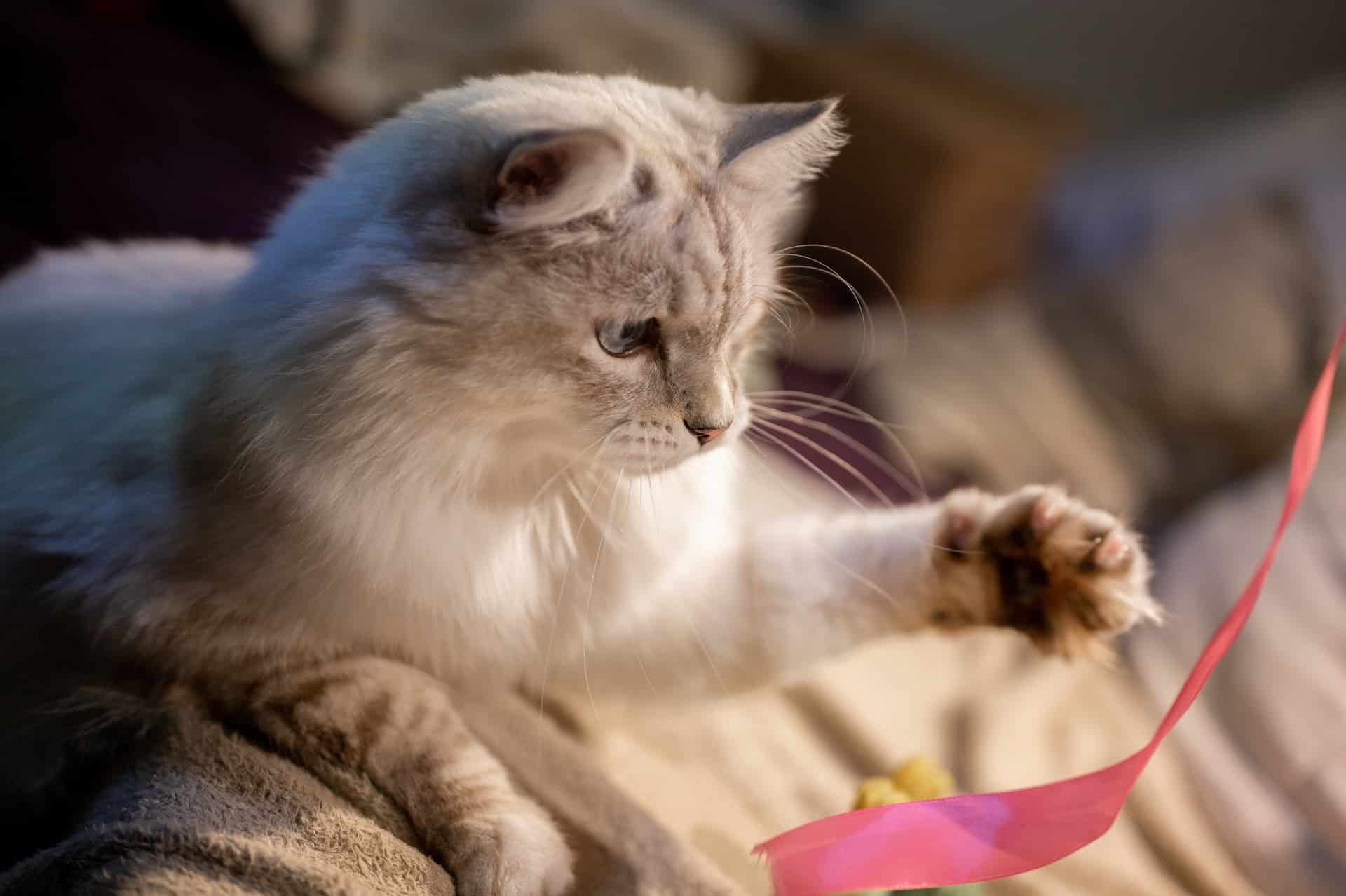 Indoor Cats Need Exercise—Is Yours Getting Enough?