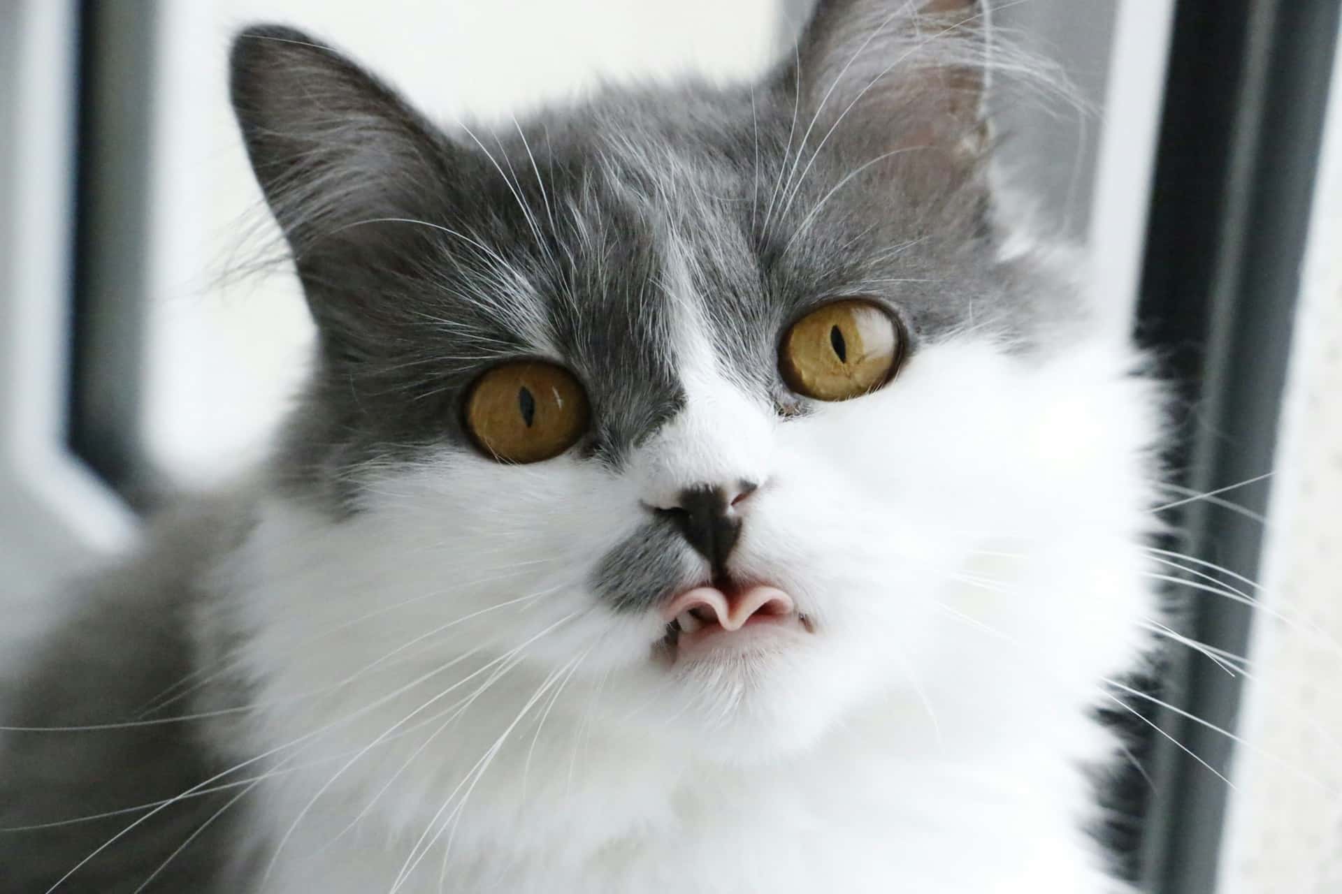 Are Centipedes Poisonous to Cats?