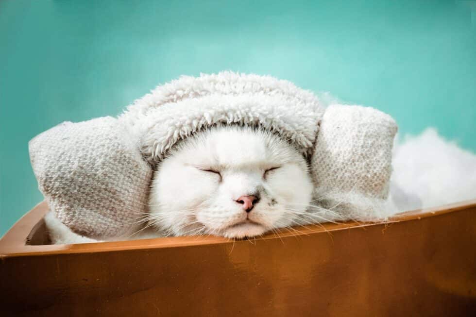 Fun Ways to Celebrate International Cat Day