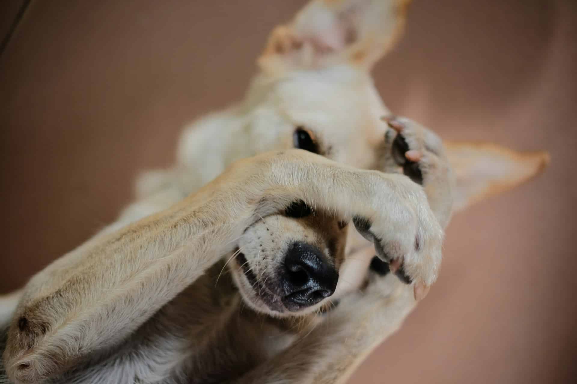 How to Socialize a Shy Dog